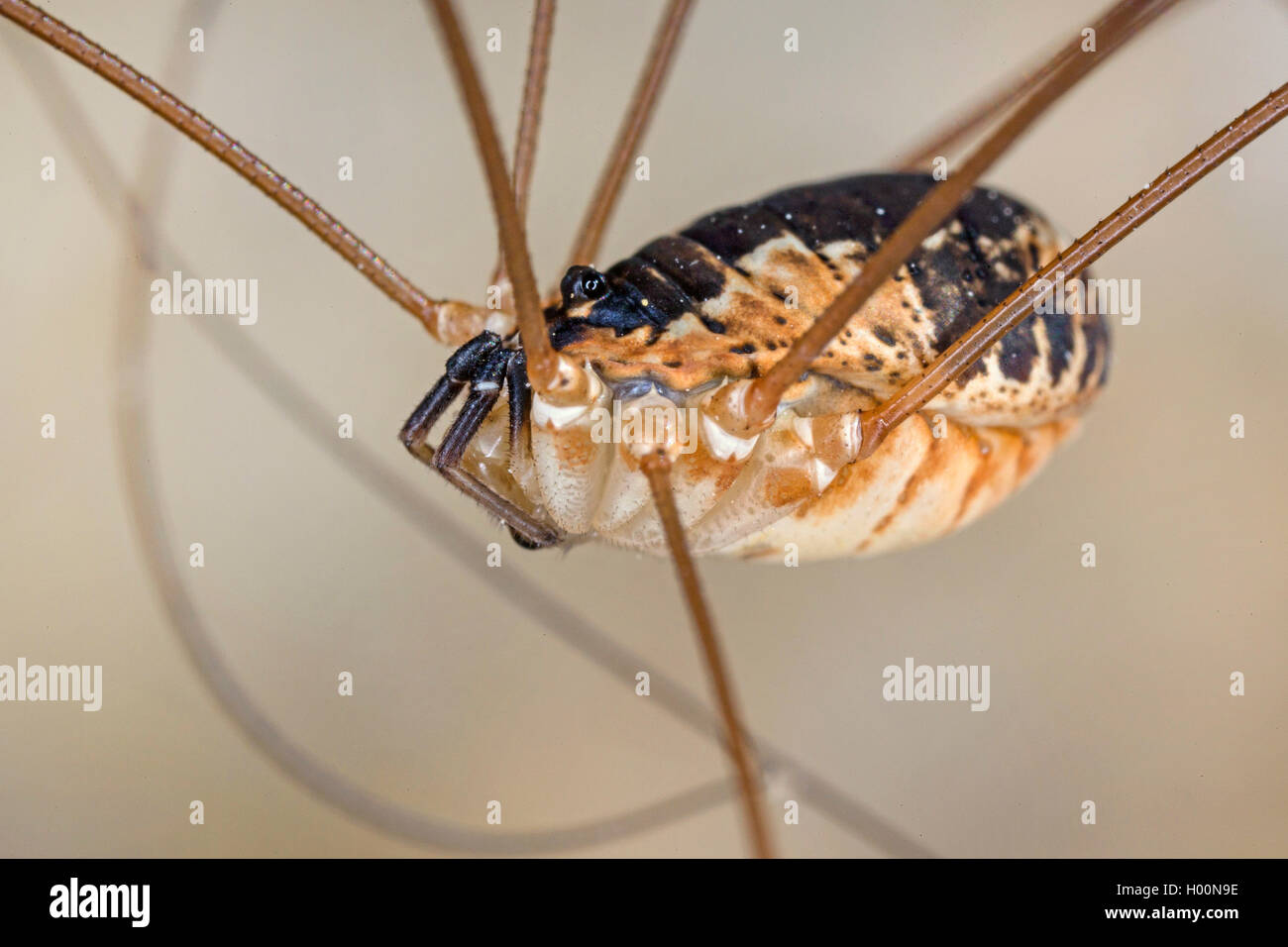 Harvestman (Leiobunum rupestre), female, Austria Stock Photo - Alamy