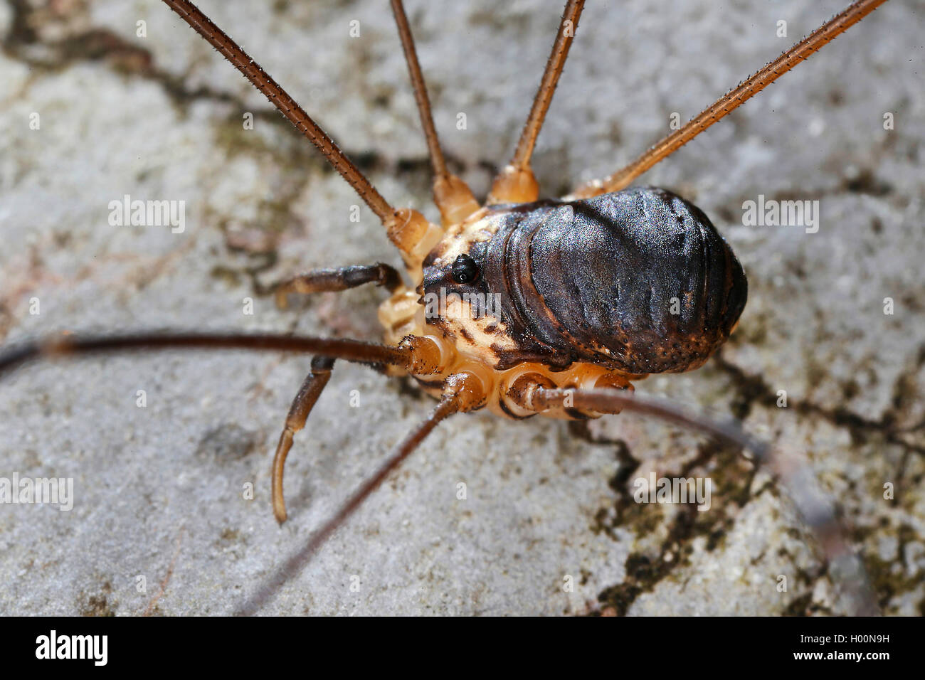Harvestman male hi-res stock photography and images - Alamy