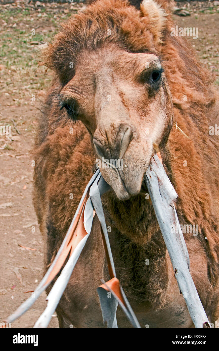 Portrait Of Chewing Eating Camel High Resolution Stock Photography and ...