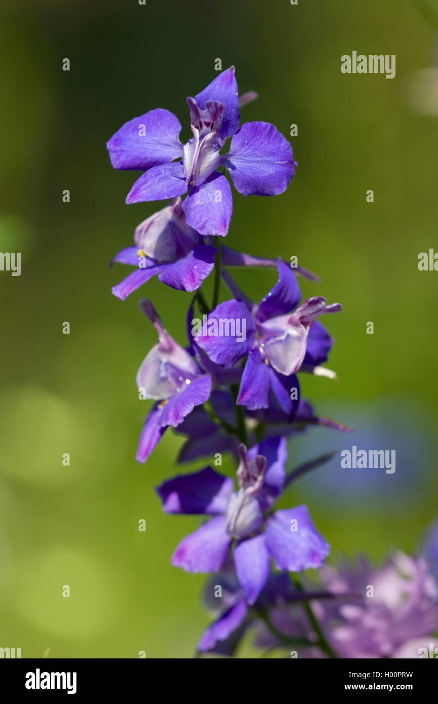 With field larkspur hi-res stock photography and images - Alamy