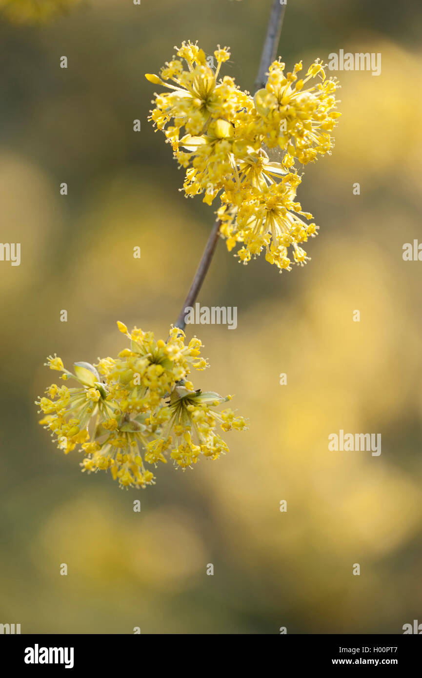 Japanese cornelian cherry (Cornus officinalis), blooming branch Stock ...