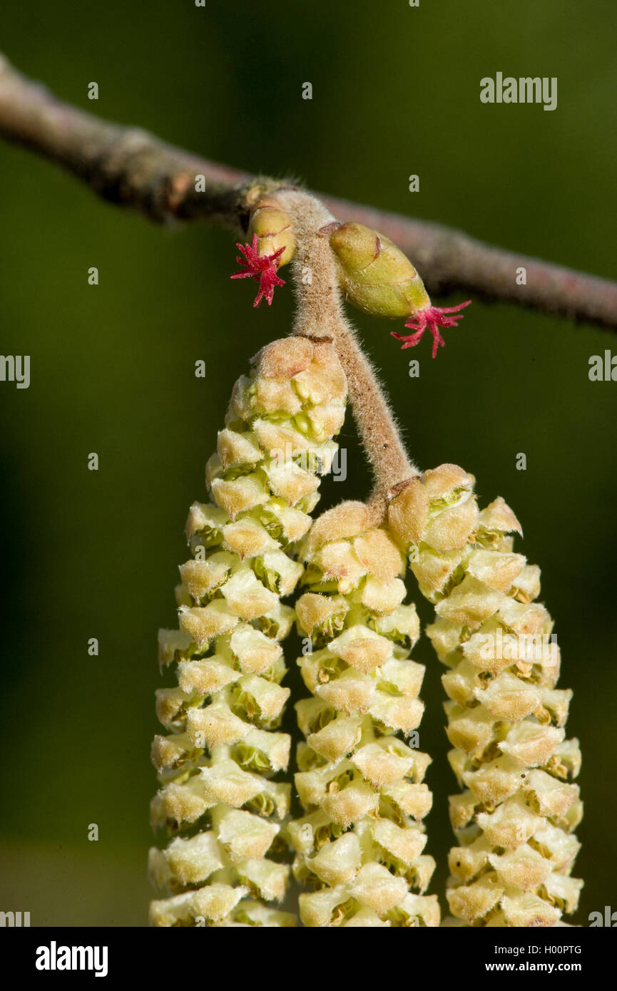 Female Hazel Flower High Resolution Stock Photography and Images - Alamy