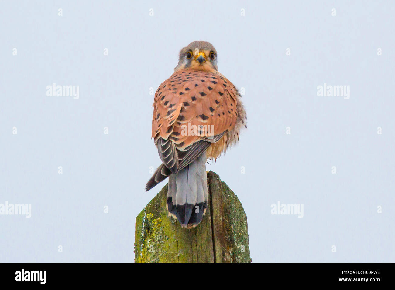Back view kestrel hi-res stock photography and images - Alamy