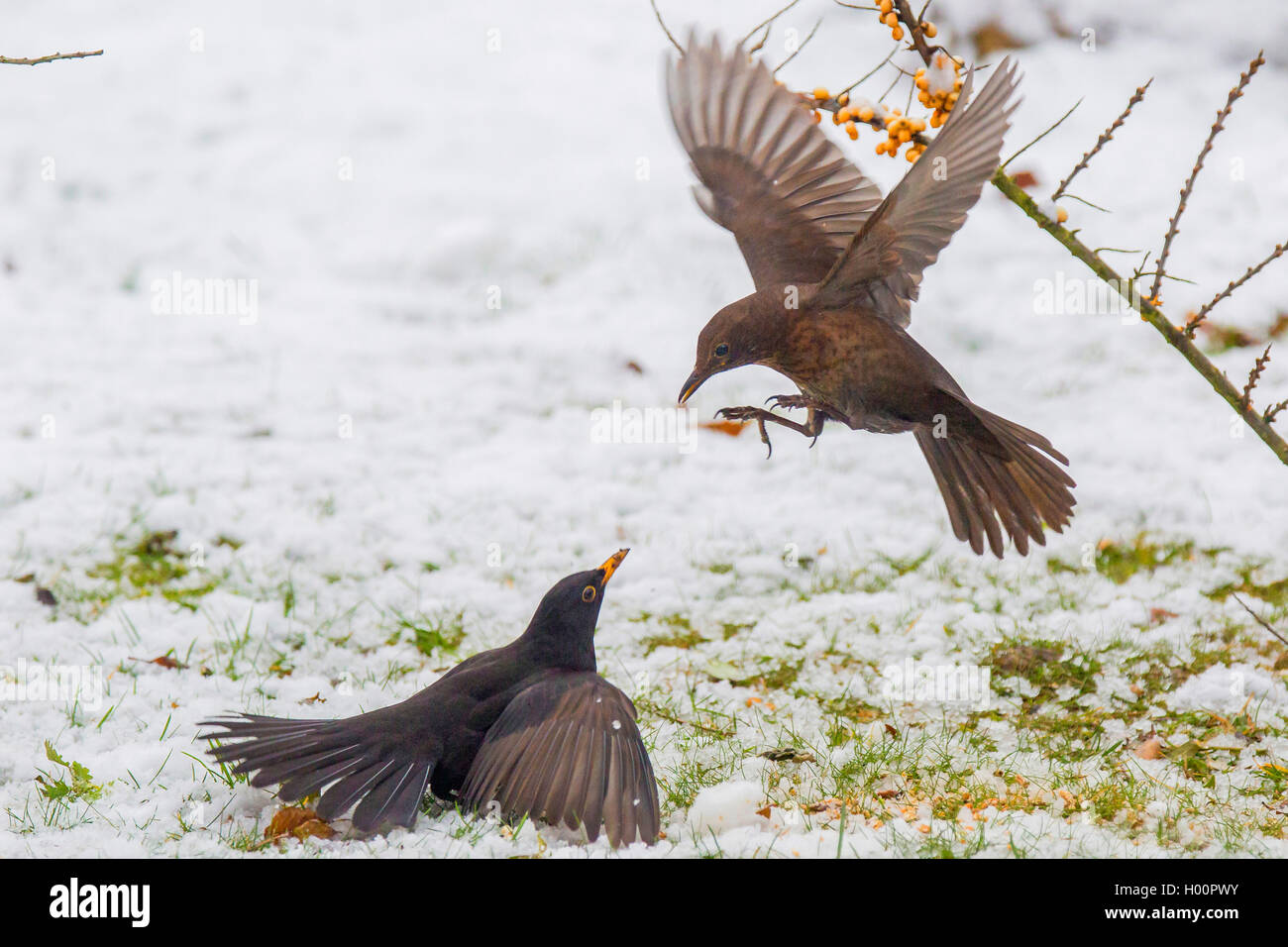 Two blackbirds fighting hi-res stock photography and images - Alamy