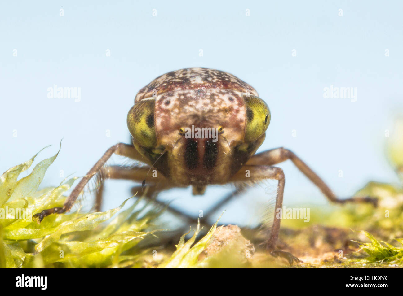 Ground hopper hi-res stock photography and images - Alamy
