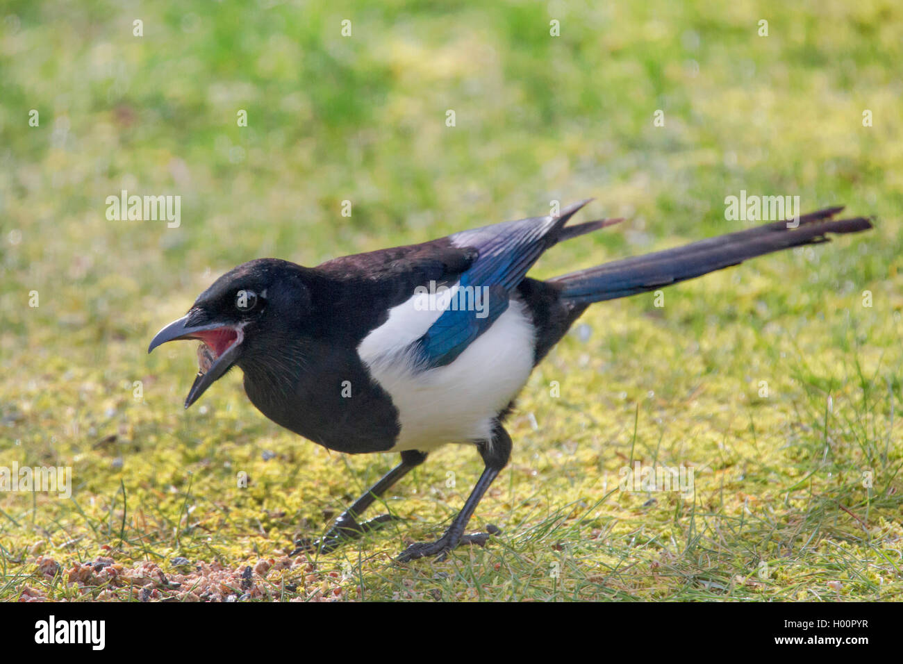 black-billed magpie (Pica pica), eating a nut, Germany Stock Photo - Alamy