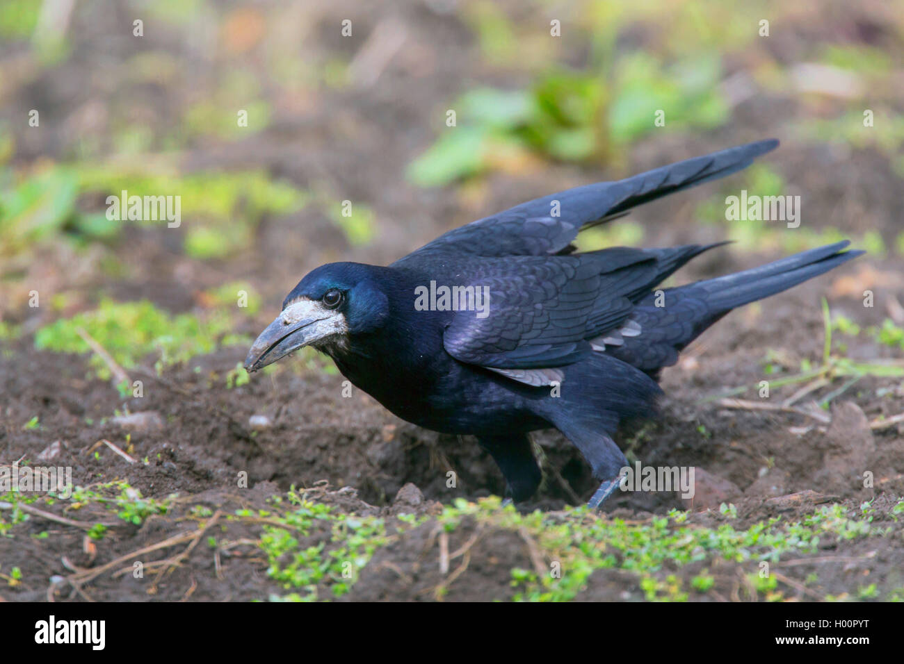 rook (Corvus frugilegus), searching food on an acre, side view, Germany ...
