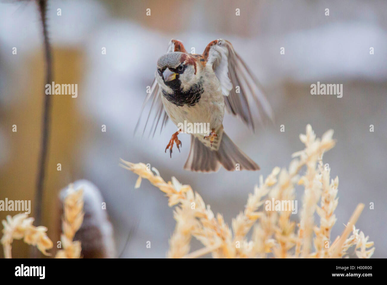 house sparrow (Passer domesticus), approaching a wheat ear, Germany ...