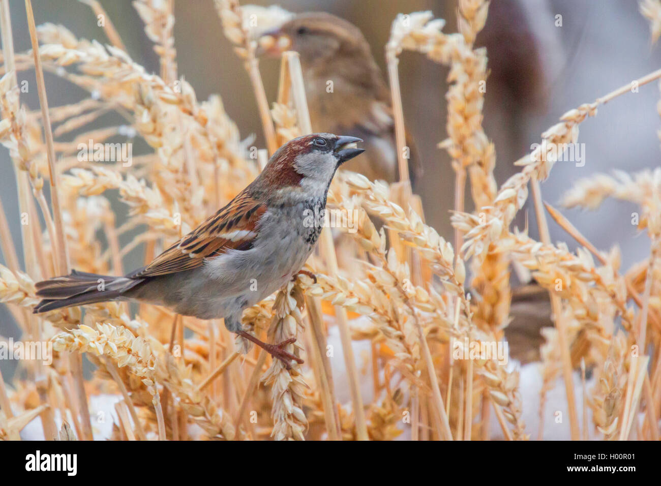 Sparrows eating wheat hi-res stock photography and images - Alamy