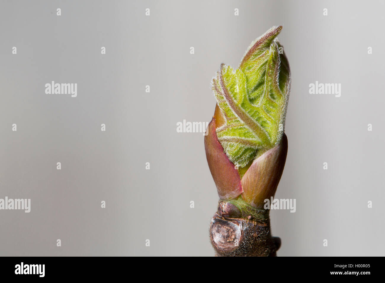 Edible fig, Common fig, Figtree (Ficus carica), bud Stock Photo - Alamy