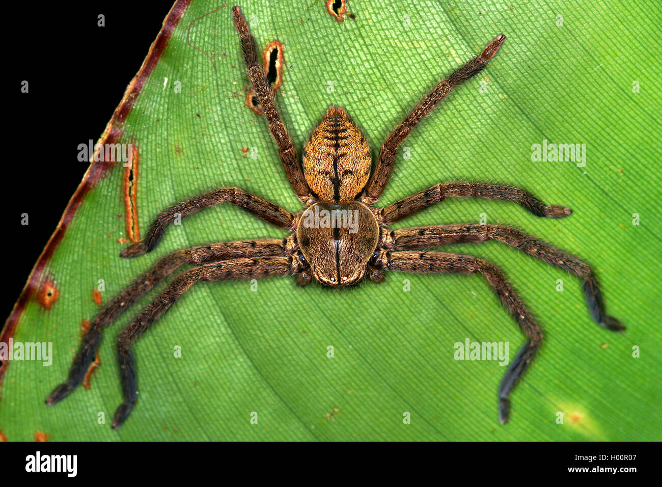 giant crab spider (Curicaberis ferrugineus), sits on a leaf, Costa Rica ...