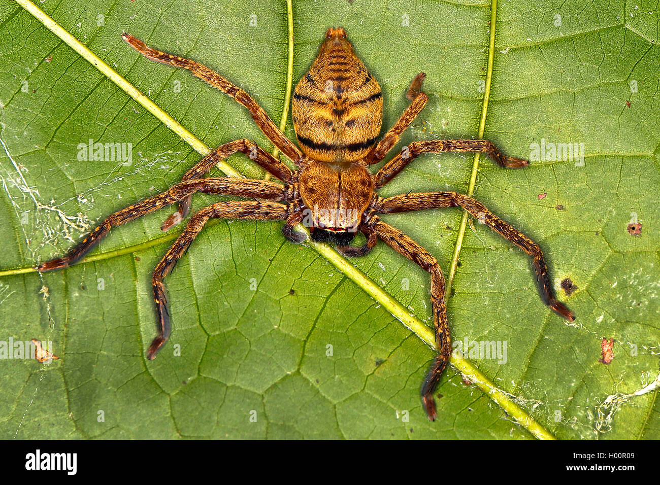 giant crab spider (Curicaberis ferrugineus), sits on a leaf, Costa Rica ...