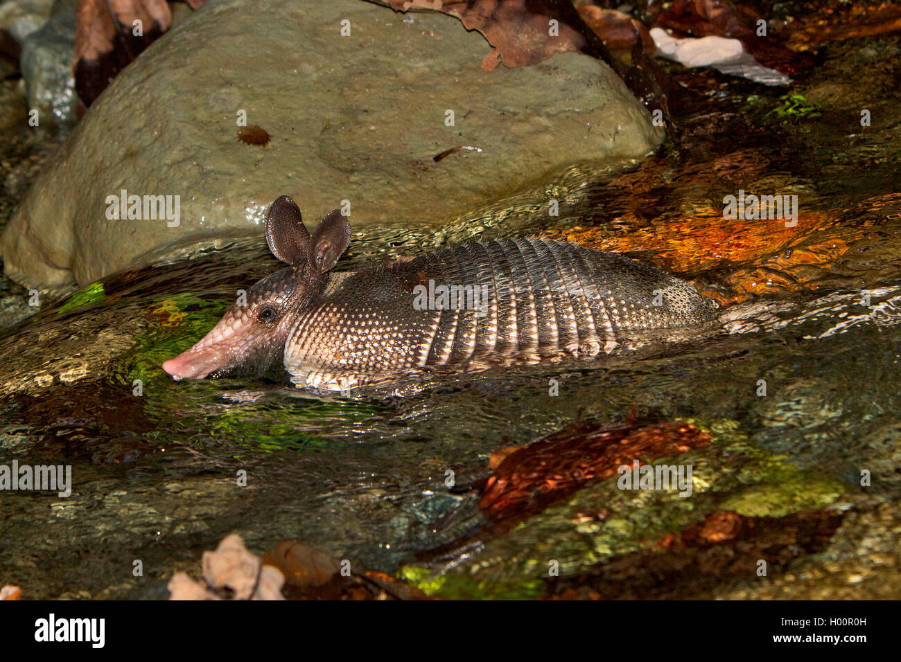 Xenarthrans hi-res stock photography and images - Alamy