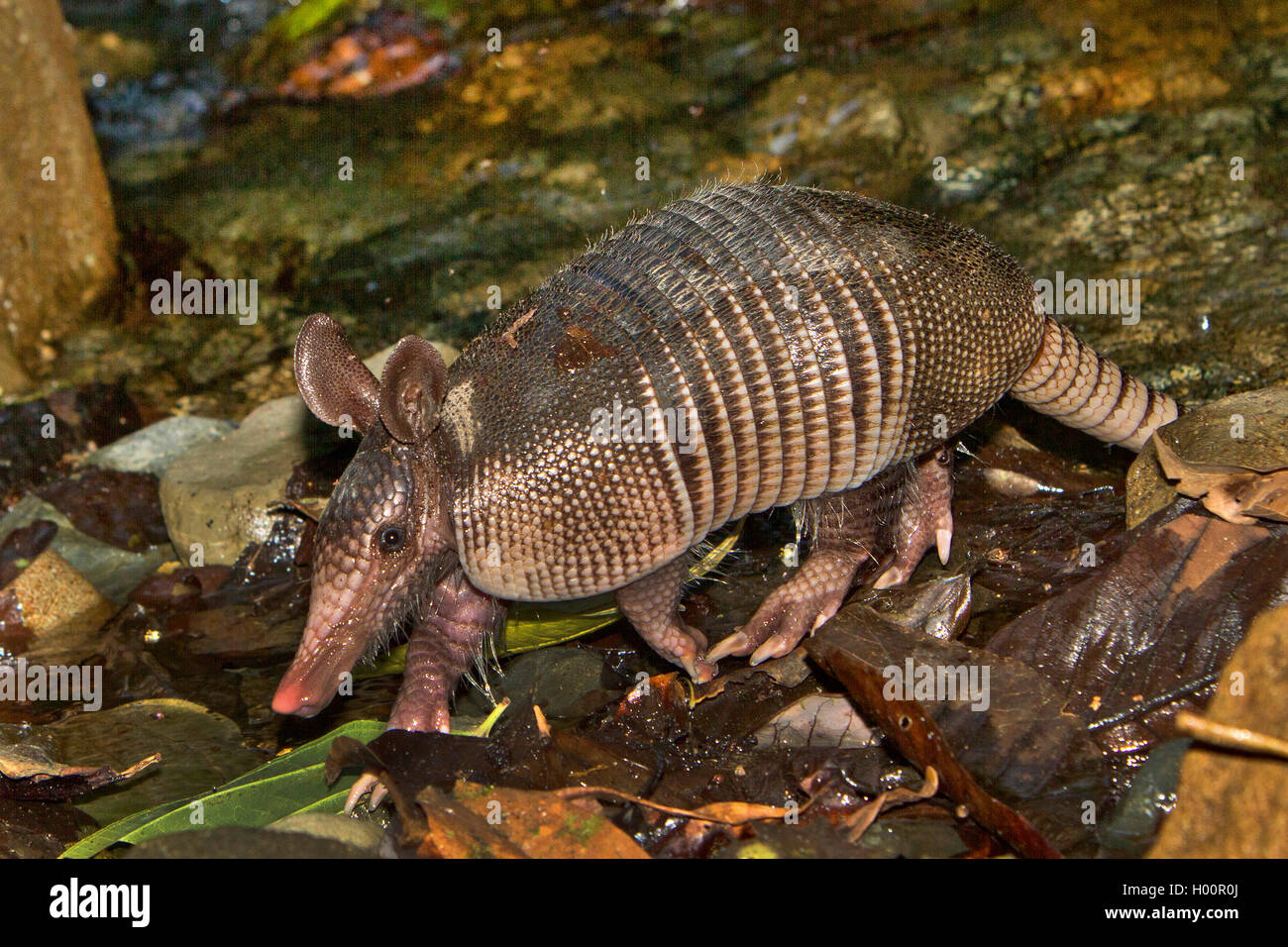 nine-banded armadillo (Dasypus novemcinctus), at brookside, Costa Rica ...