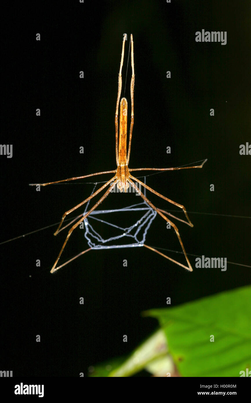 Ogerspinne, Oger-Spinne, Kescherspinne, Kescher-Spinne (Deinopis ...