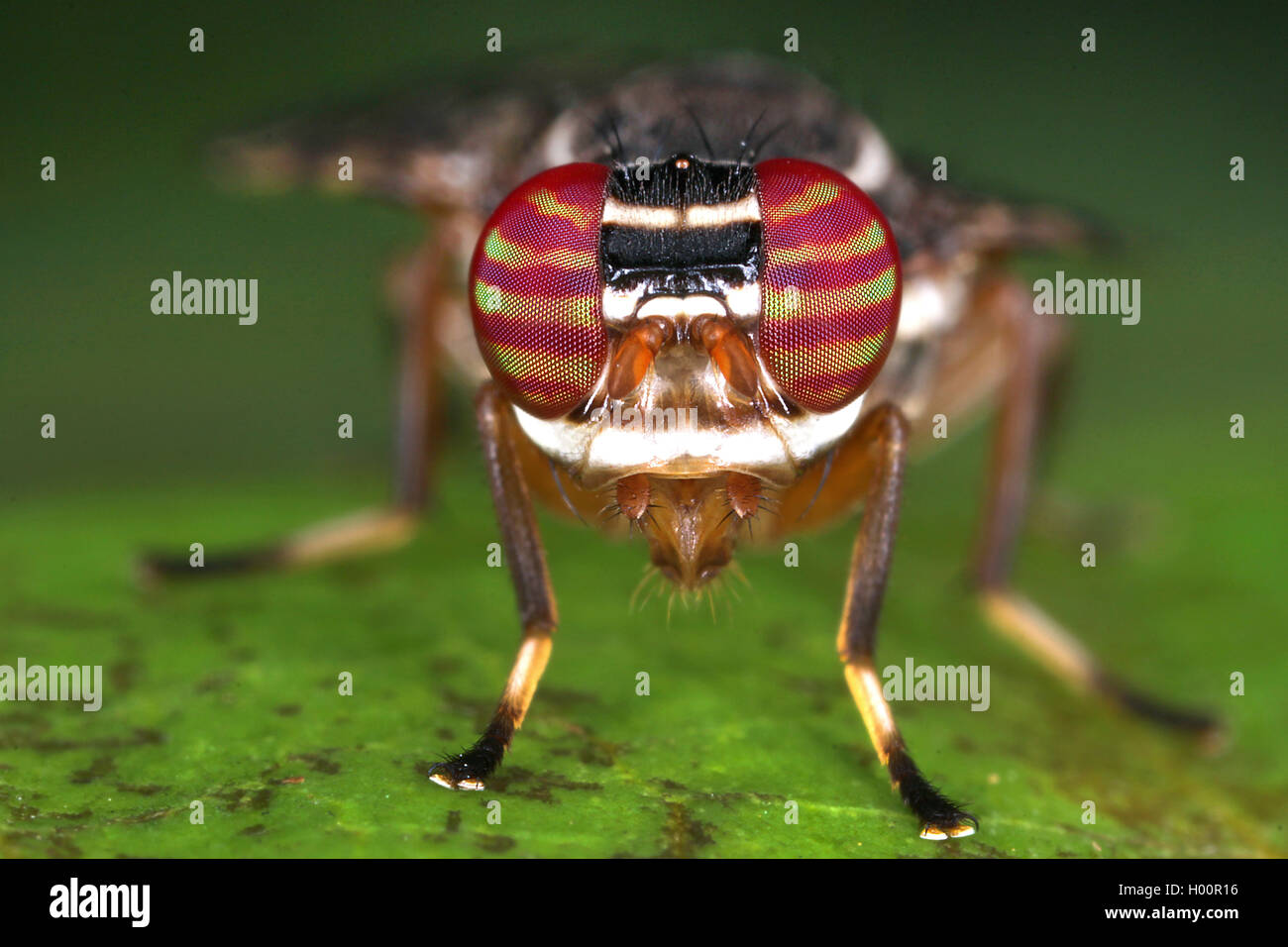 Costa rica insects hi-res stock photography and images - Alamy