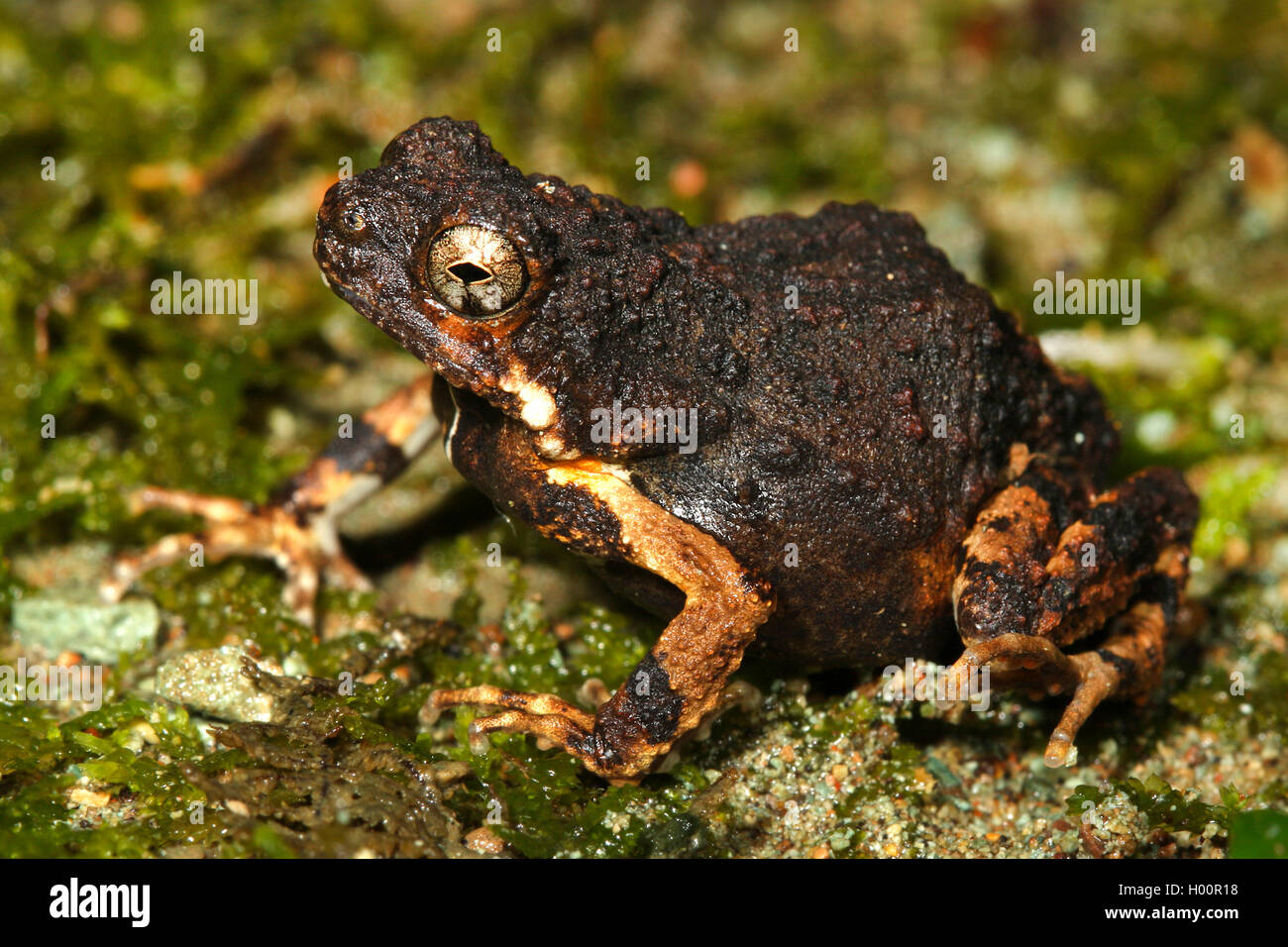 Tungara frog (Engystomops pustulosus), full-length portrait, side view ...