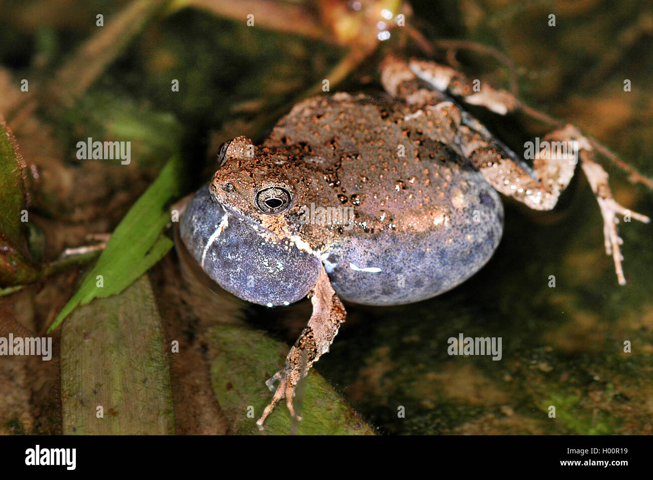 Frog view hi-res stock photography and images - Alamy