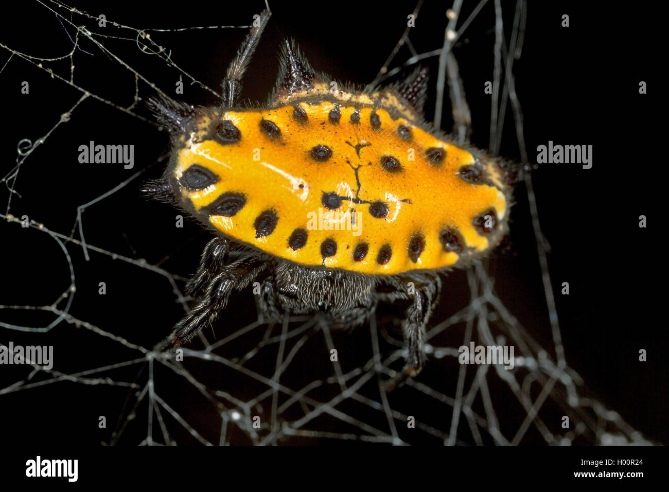 Radnetzspinne hi-res stock photography and images - Alamy