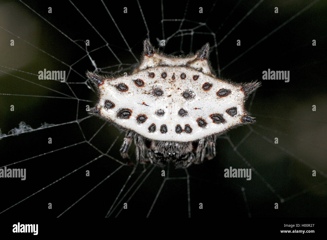 Spinne im netz in costa rica hi-res stock photography and images - Alamy