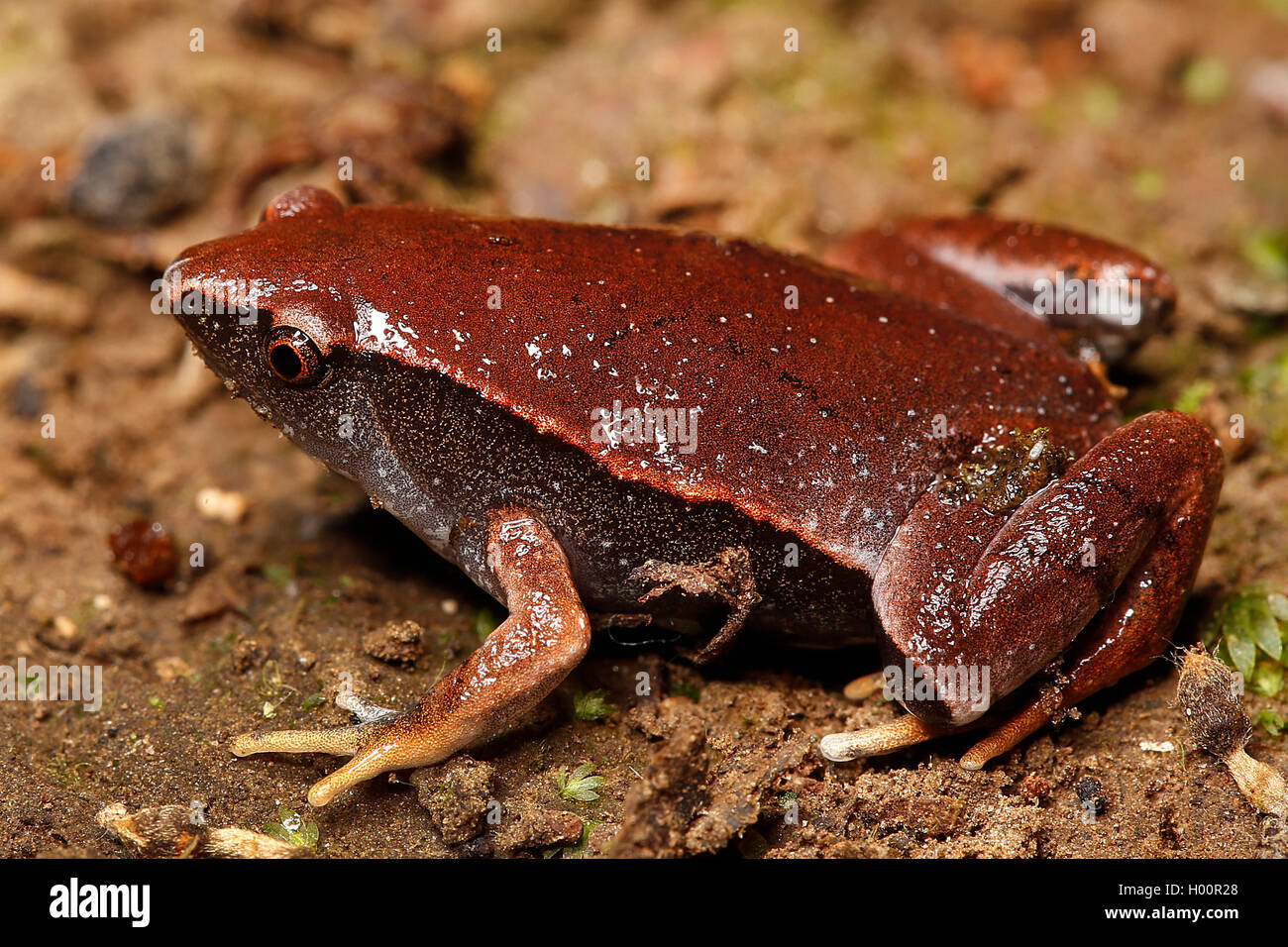Narrow mouthed toads hi-res stock photography and images - Alamy
