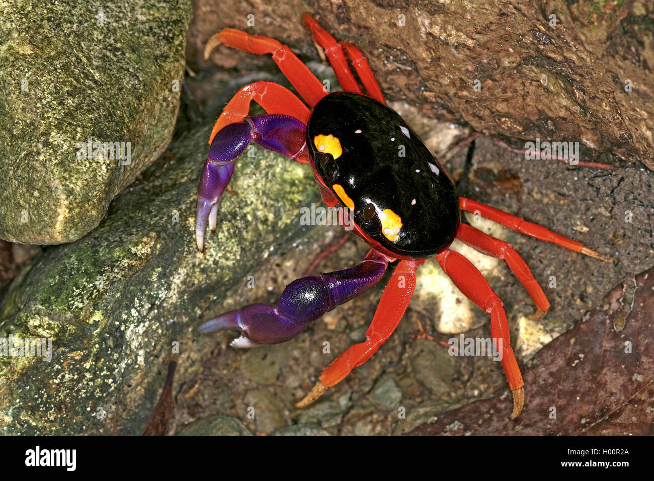 red land crab, whitespot crab, halloween crab, moon crab, halloween ...