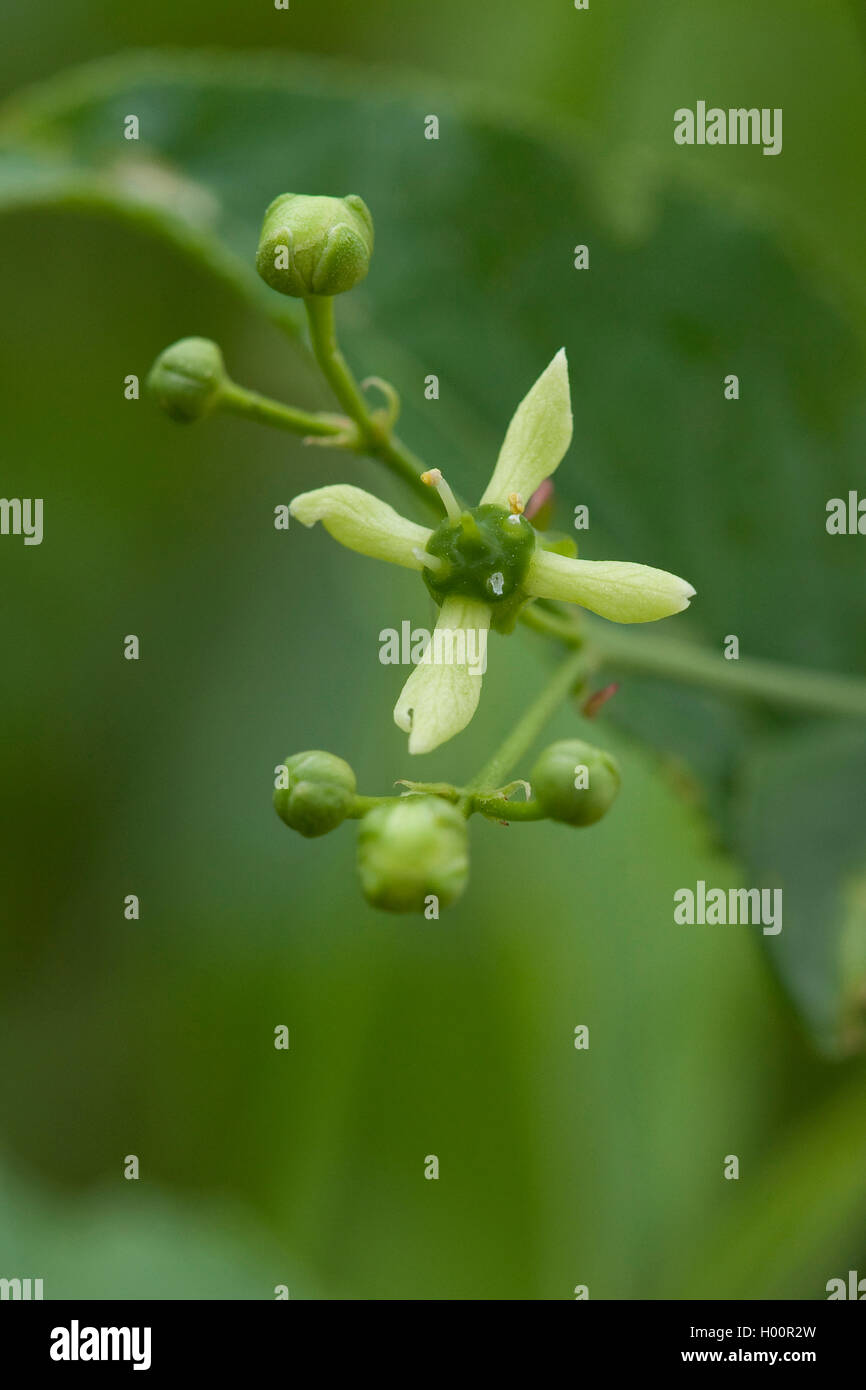 European spindle-tree (Euonymus europaea, Euonymus europaeus), flower ...