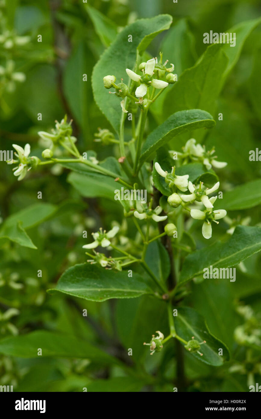European spindle-tree (Euonymus europaea, Euonymus europaeus), blooming ...
