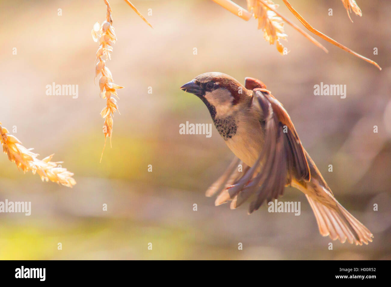 house sparrow (Passer domesticus), approaching a wheat ear, Germany ...