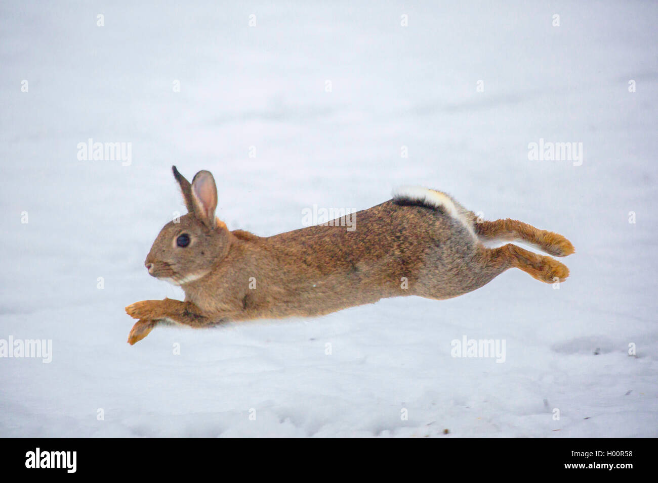 Wild Rabbit Jumping