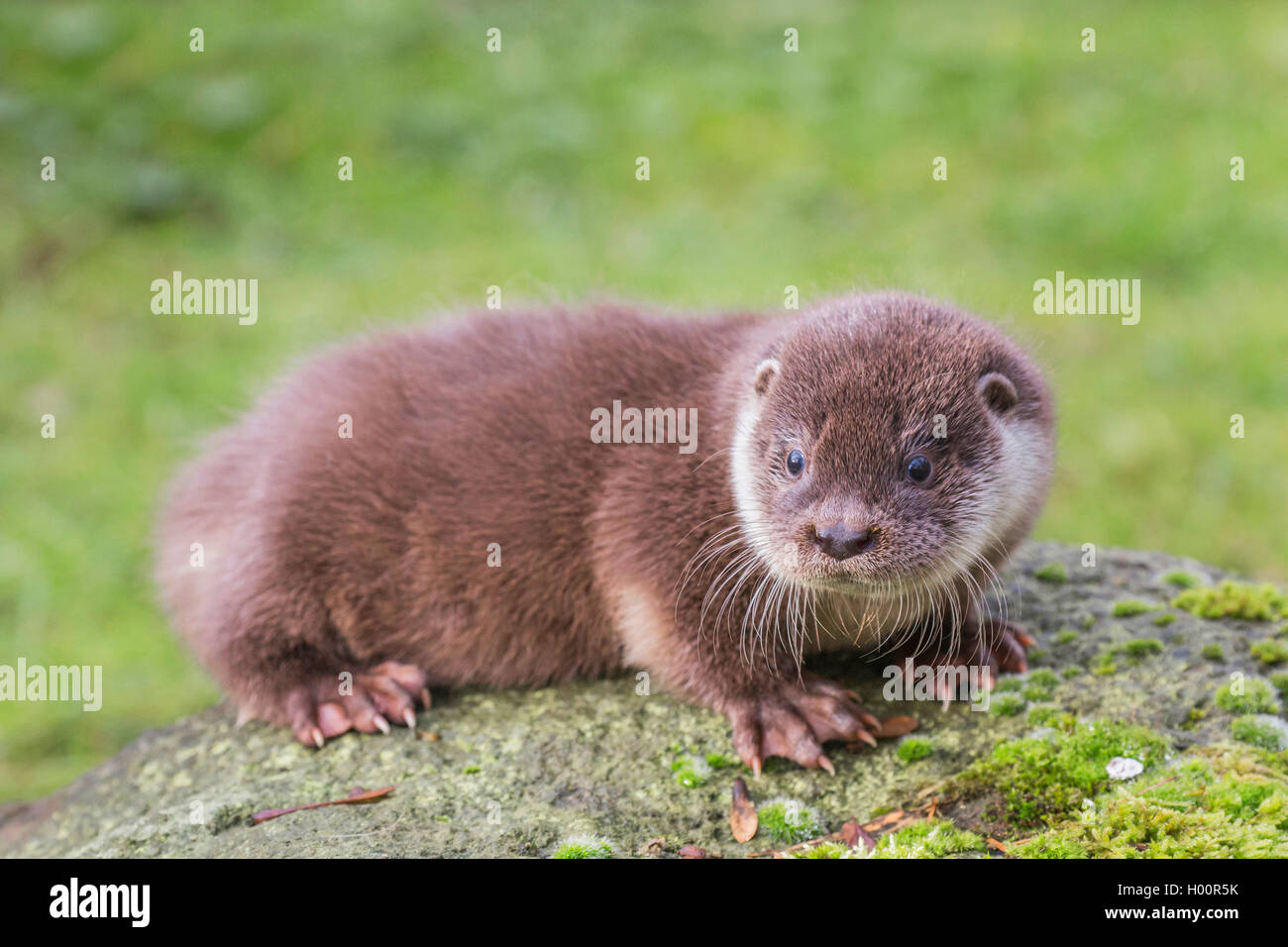 European river otter, European Otter, Eurasian Otter (Lutra lutra ...