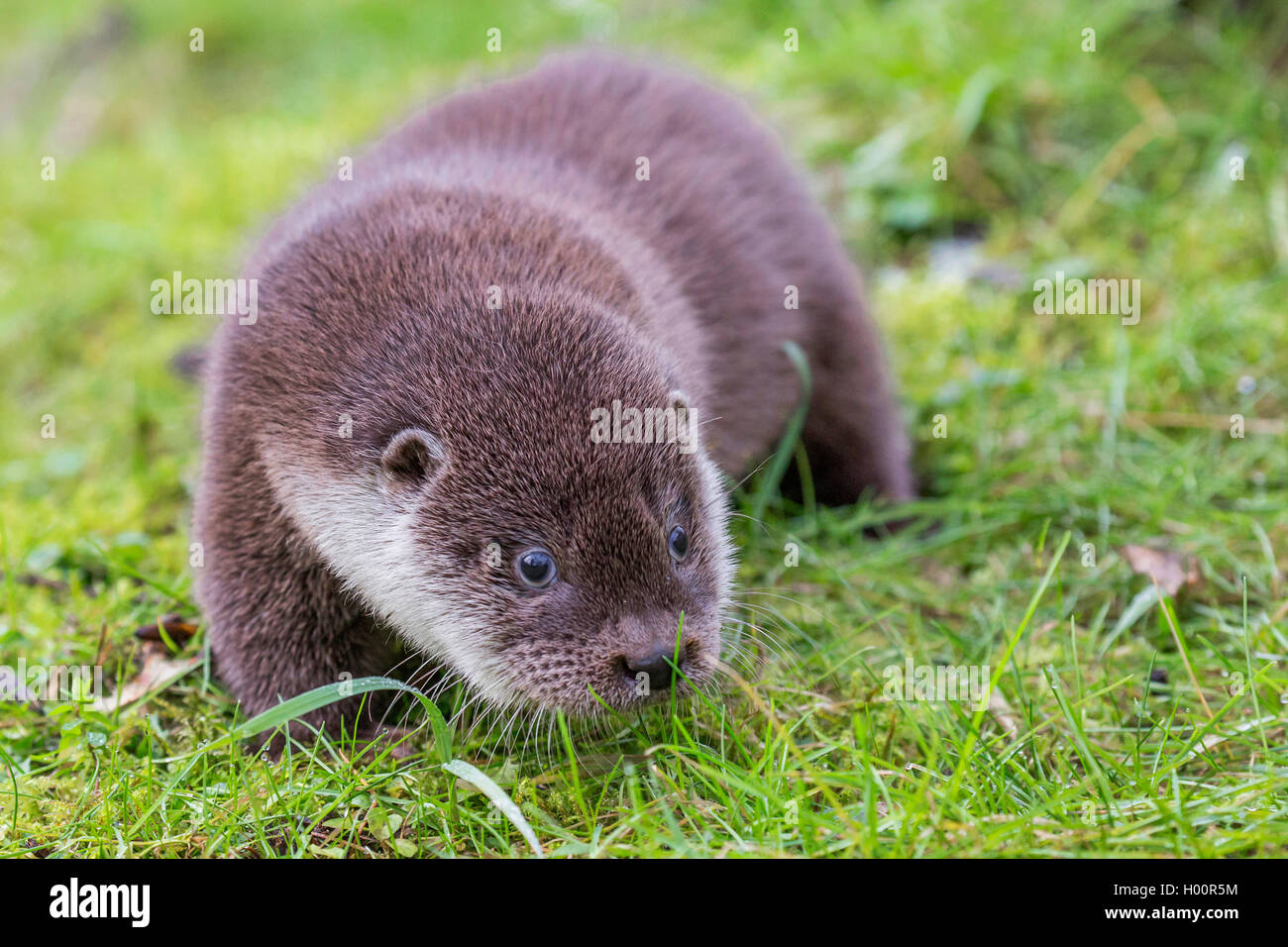 European river otter, European Otter, Eurasian Otter (Lutra lutra ...