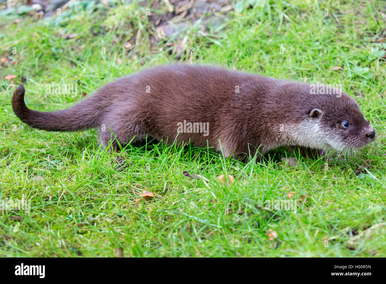 European river otter, European Otter, Eurasian Otter (Lutra lutra ...