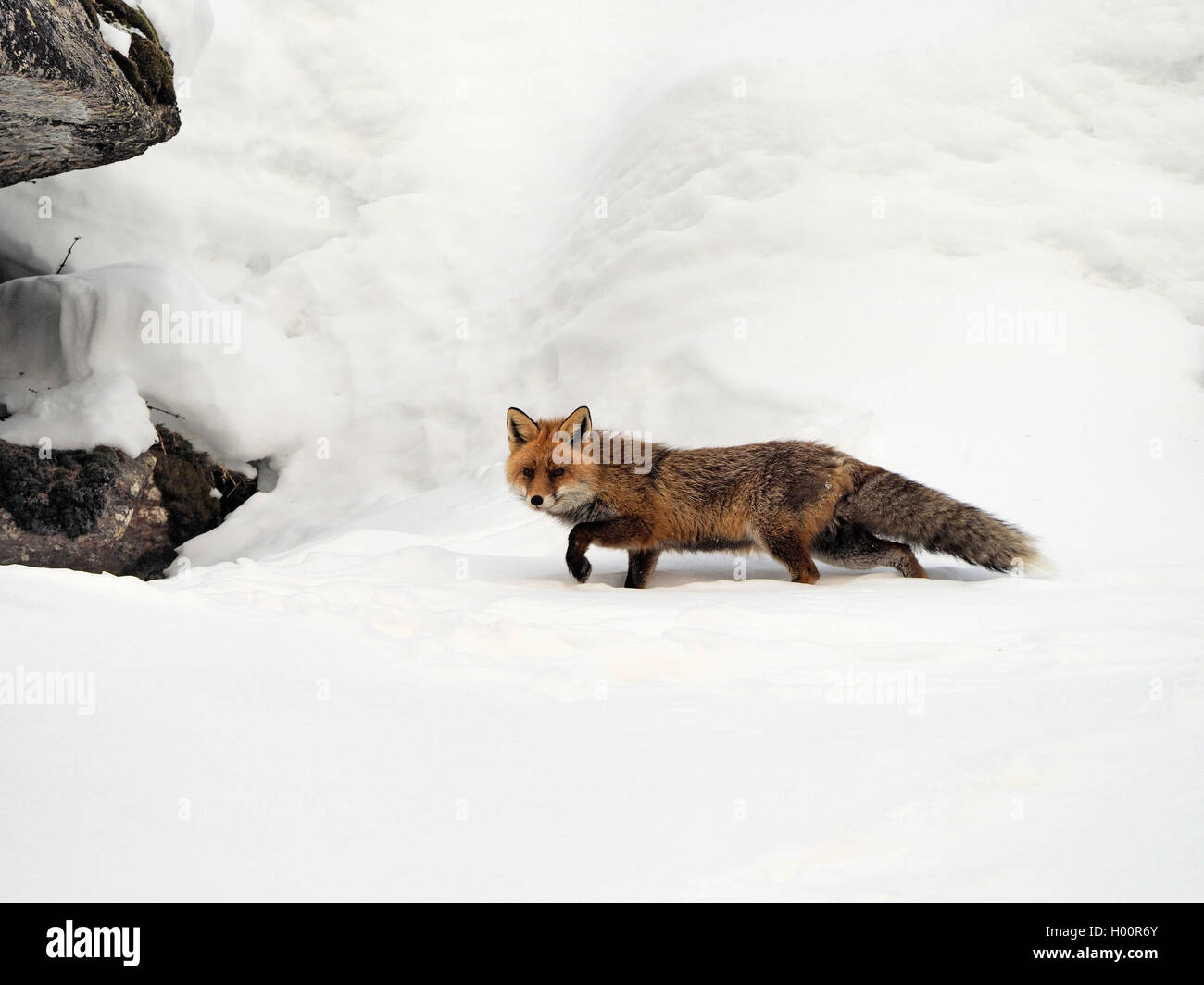 red fox (Vulpes vulpes), fox walks in snow, Italy, Gran Paradiso ...