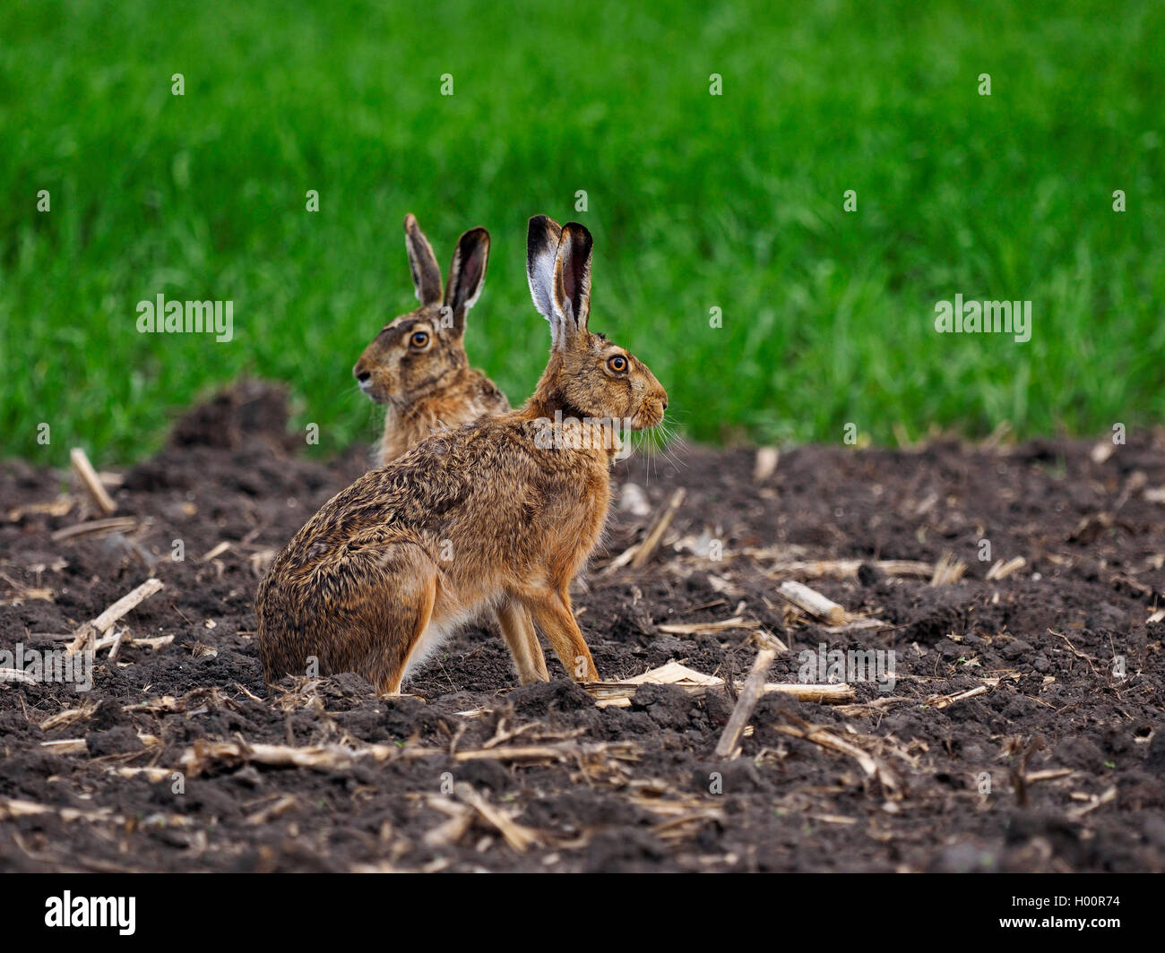 Two hares sit hi-res stock photography and images - Alamy