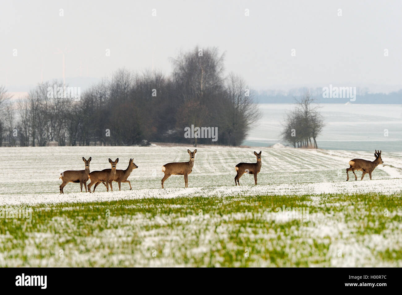 Landscape format of roe deer hi-res stock photography and images - Alamy