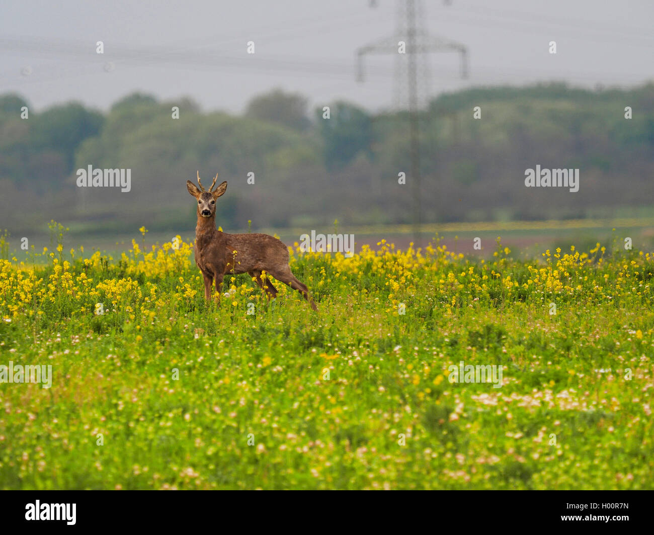roe deer (Capreolus capreolus), buck secures in front of a blooming ...