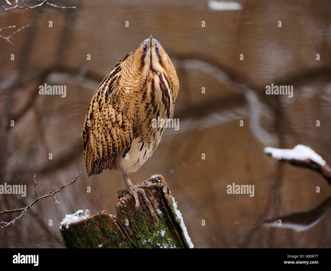 Birds position hi-res stock photography and images - Alamy