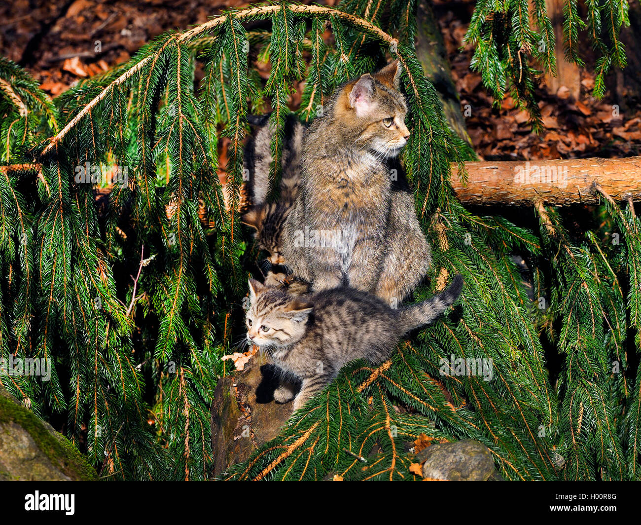 European wildcat, forest wildcat (Felis silvestris silvestris), female ...