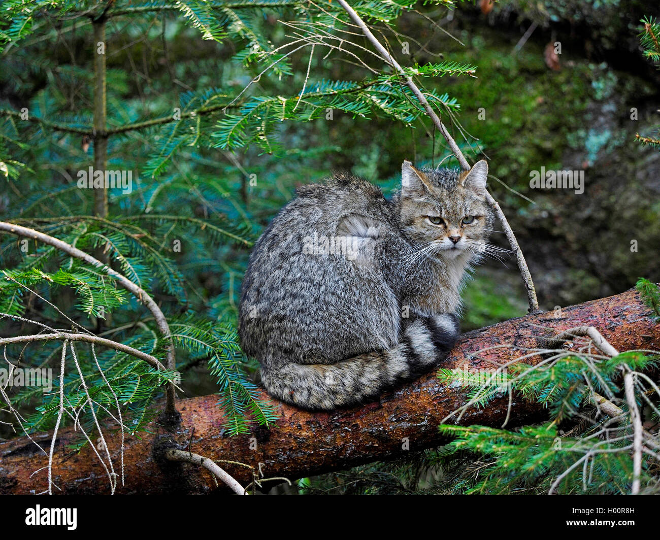 European wildcat, forest wildcat (Felis silvestris silvestris), sits on ...