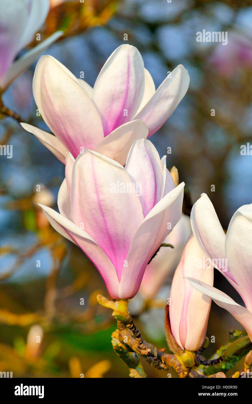 saucer magnolia (Magnolia x soulangiana, Magnolia soulangiana, Magnolia ...