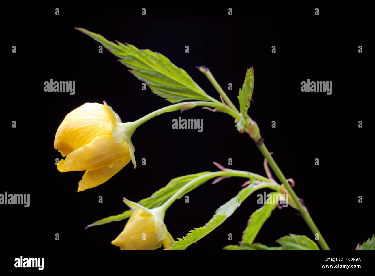 Jews mallow kerria japonica hi-res stock photography and images - Alamy