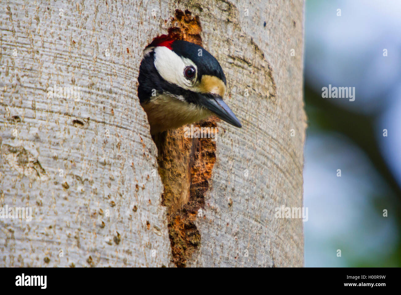 Buntspecht, Bunt-Specht, Grosser Buntspecht, Rotspecht, Rot-Specht ...