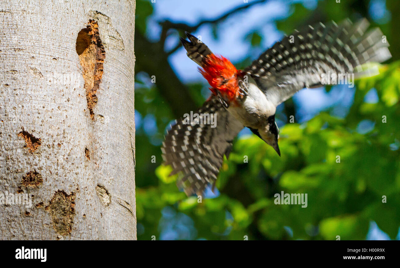 Buntspecht, Bunt-Specht, Grosser Buntspecht, Rotspecht, Rot-Specht, Schildspecht, Schild-Specht ...