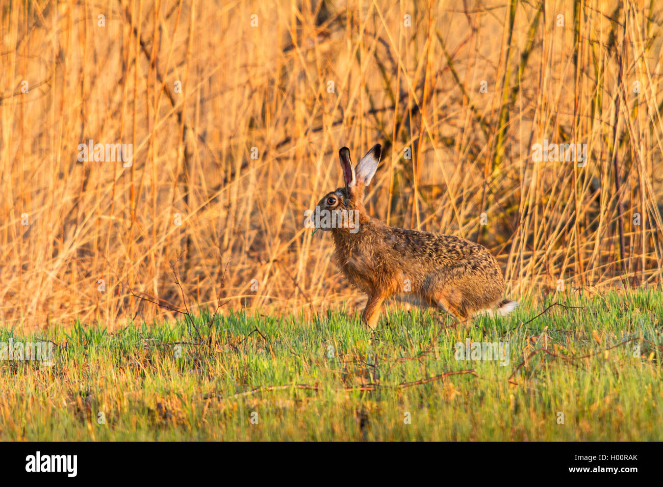 European hare, Brown hare (Lepus europaeus), feeds in a marsh meadow ...