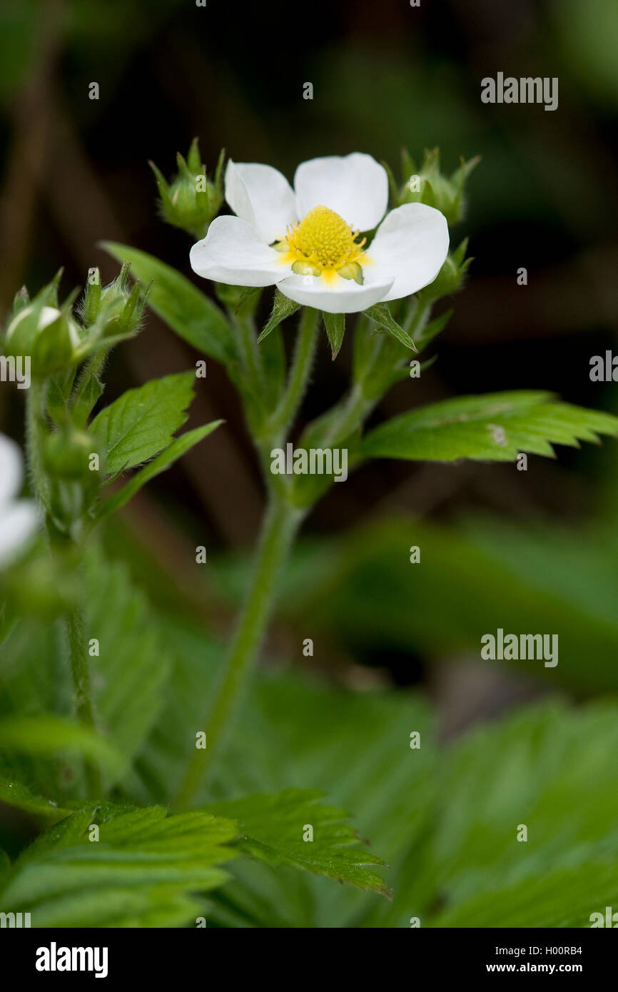 Hautbois strawberry, Musk strawberry (Fragaria moschata), blooming ...