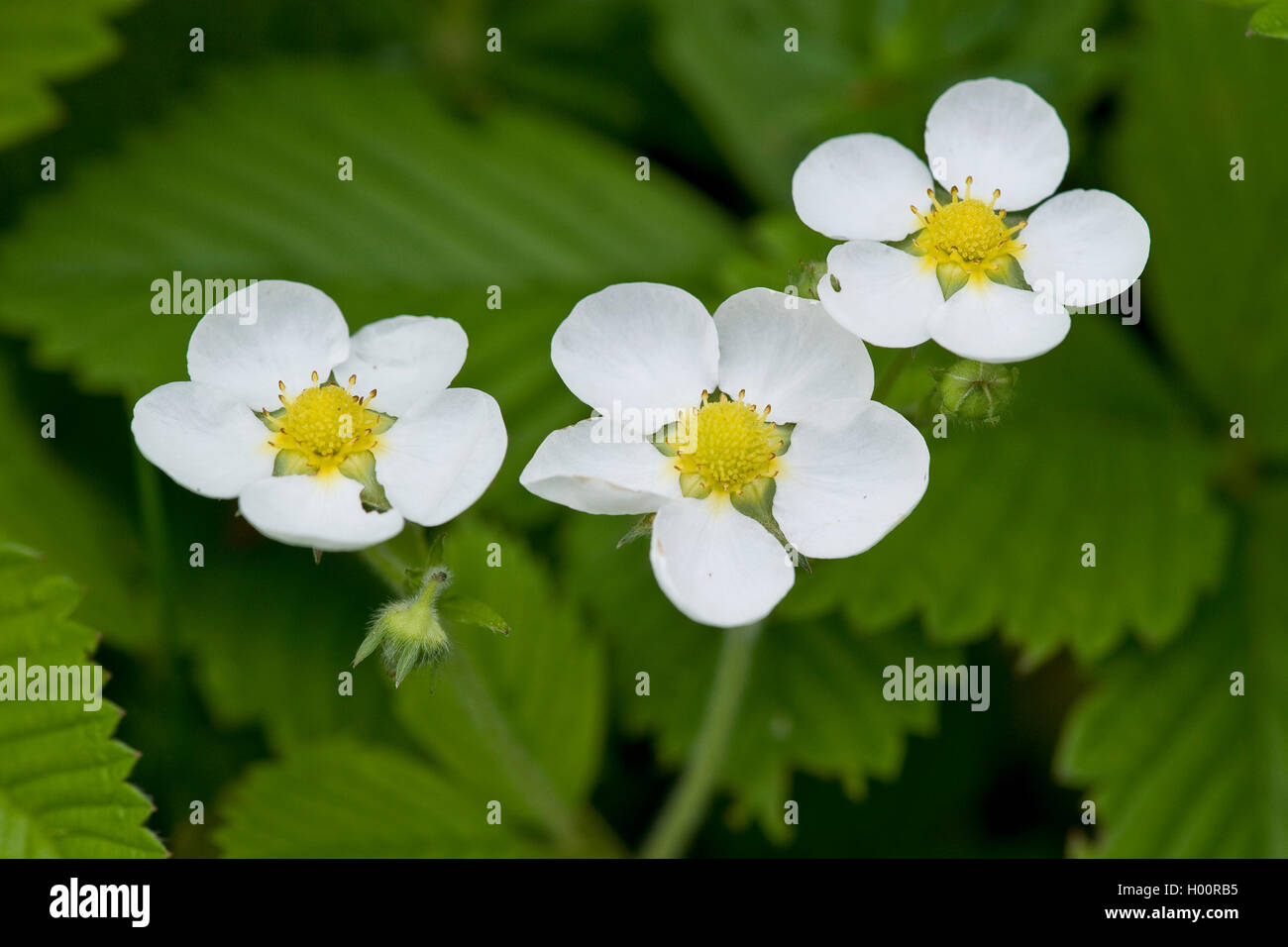 Hautbois strawberry, Musk strawberry (Fragaria moschata), blooming ...