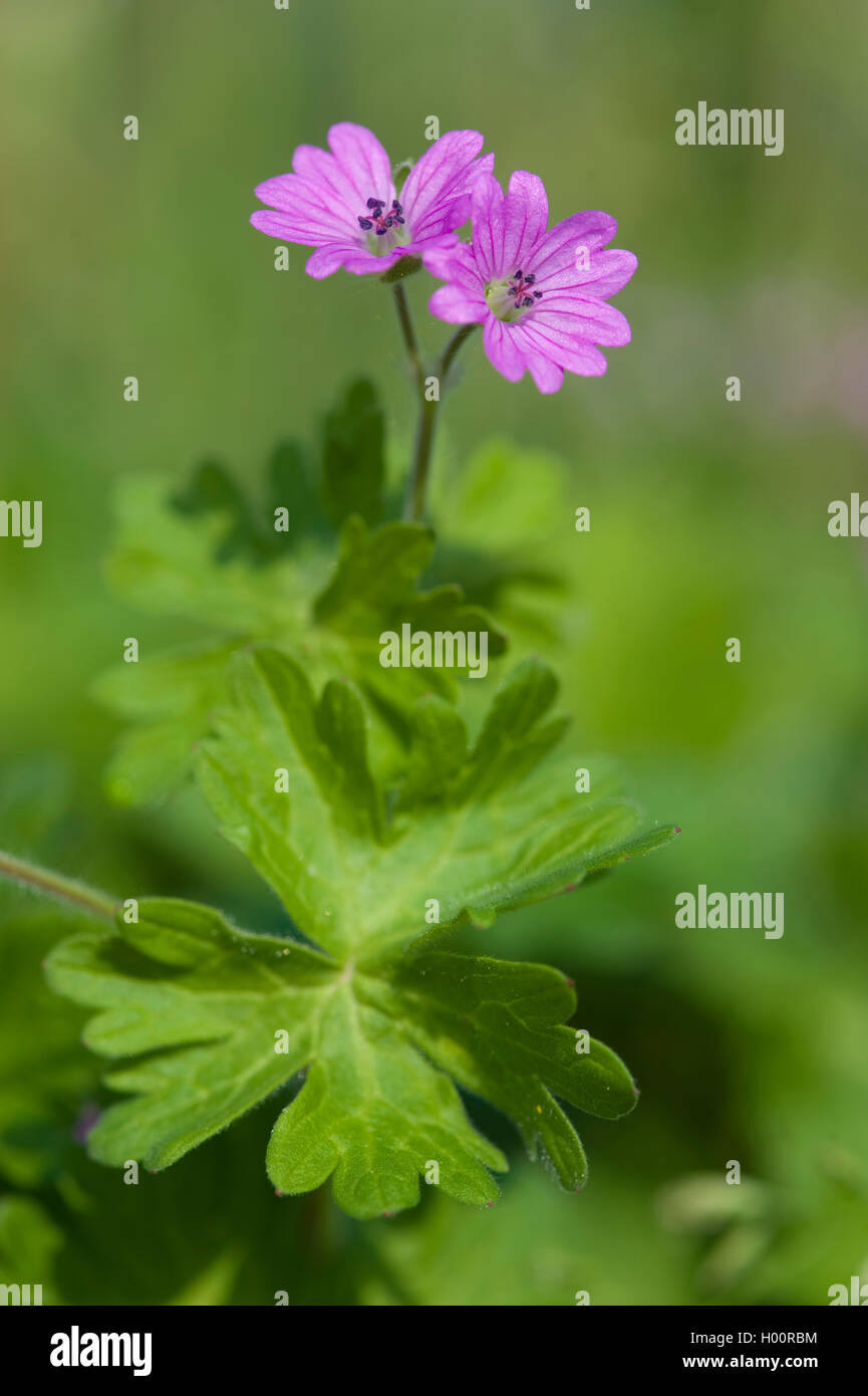 Dovefoot geranium, Dove's-foot Crane's-bill (Geranium molle), blooming ...