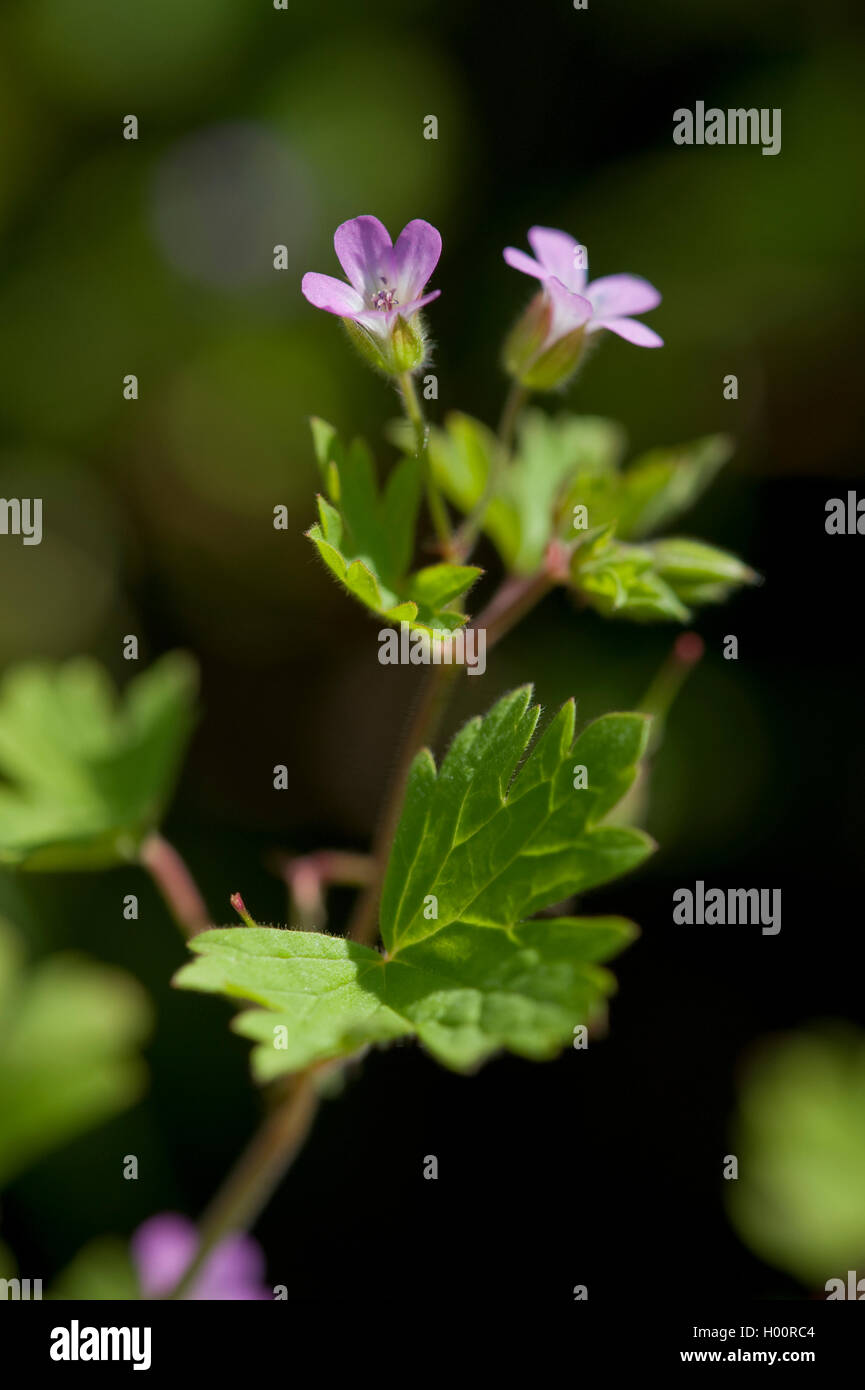 round-leaved cranesbill (Geranium rotundifolium), blooming, Germany ...