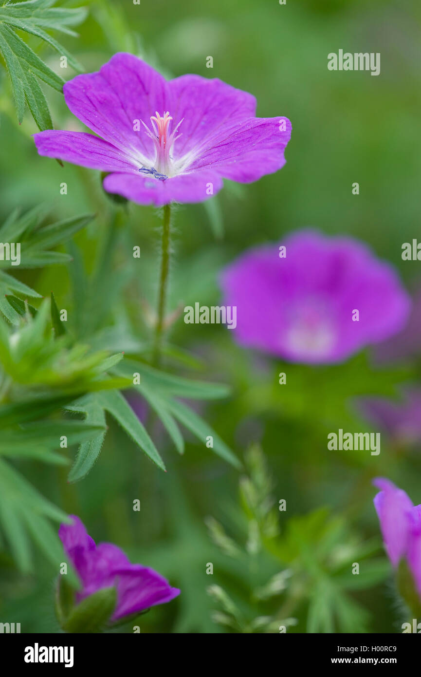 bloody cranesbill, blood-red cranesbill (Geranium sanguineum), blooming ...